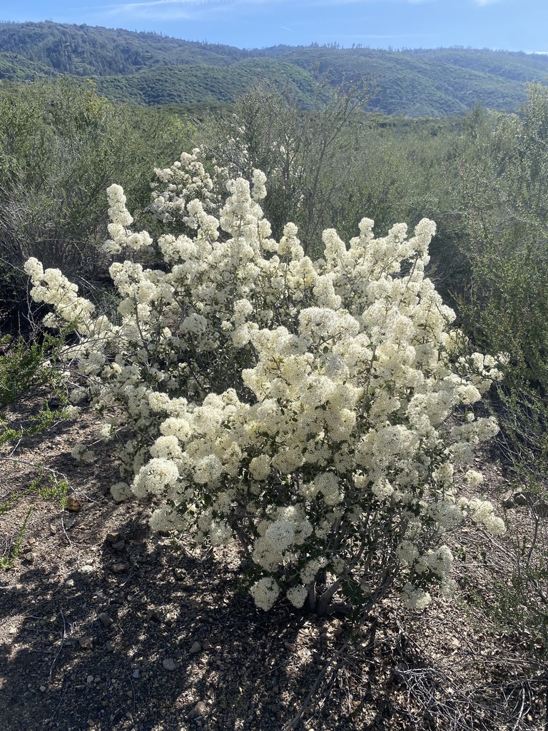 Ceanothus cuneatus cuneatus from Pacific Crest Trail, Lake Hughes, CA ...