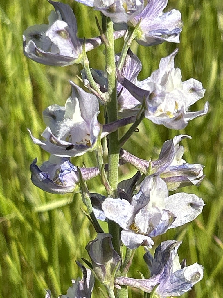 pale-flowered western larkspur from Black Diamond Mines Regional ...