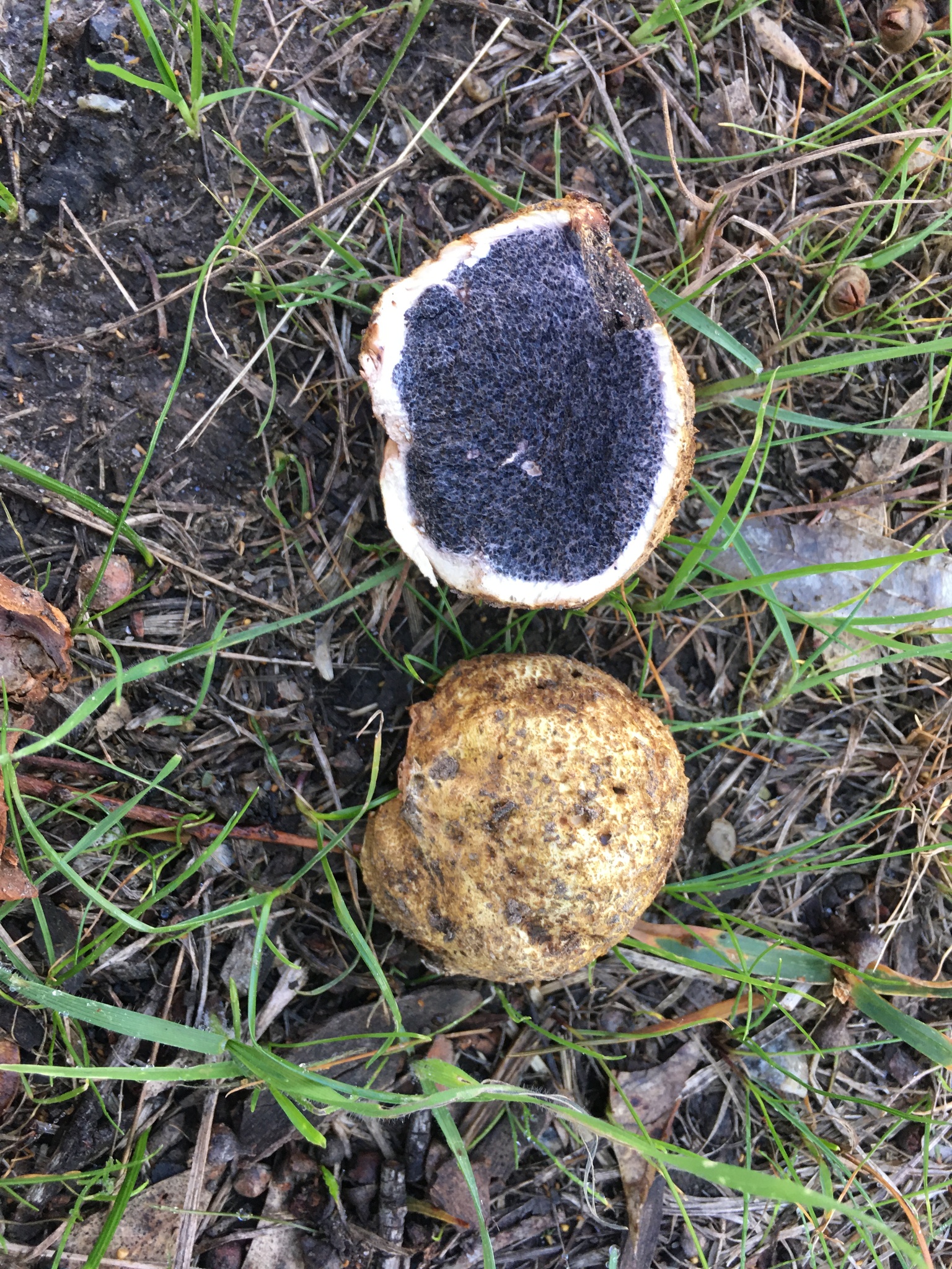 Scleroderma cepa Pers.