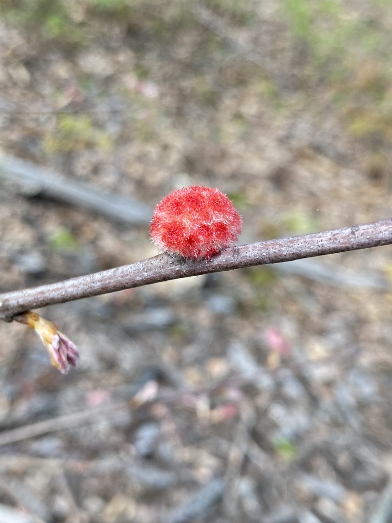 Wool Sower Gall Wasp in April 2023 by Jim Oehmke · iNaturalist