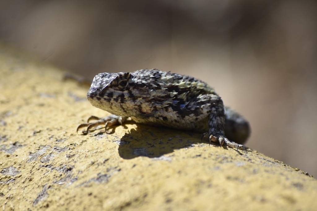 Eastern Spiny Lizard from Parque Sahuatoba, Parque Guadiana, 34108 ...
