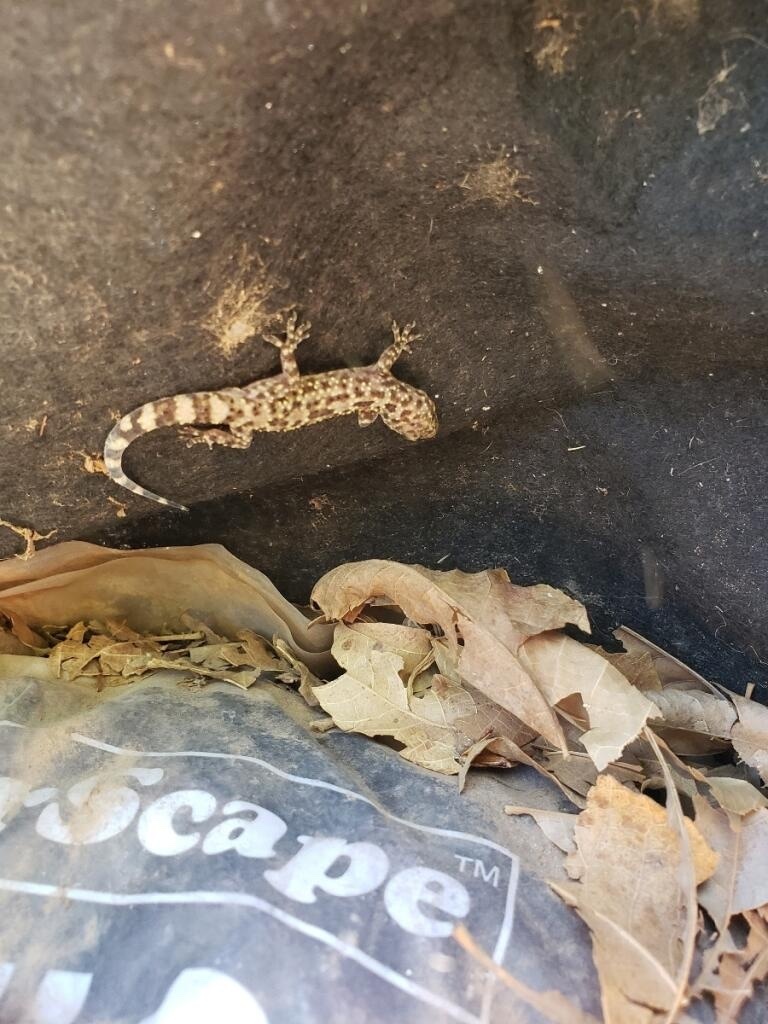 Mediterranean House Gecko from Sunset Dr, Abilene, TX, US on April 29 ...
