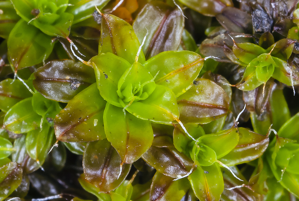 Syntrichia princeps (Learning Centre Bryophytes: Galiano Island, BC ...