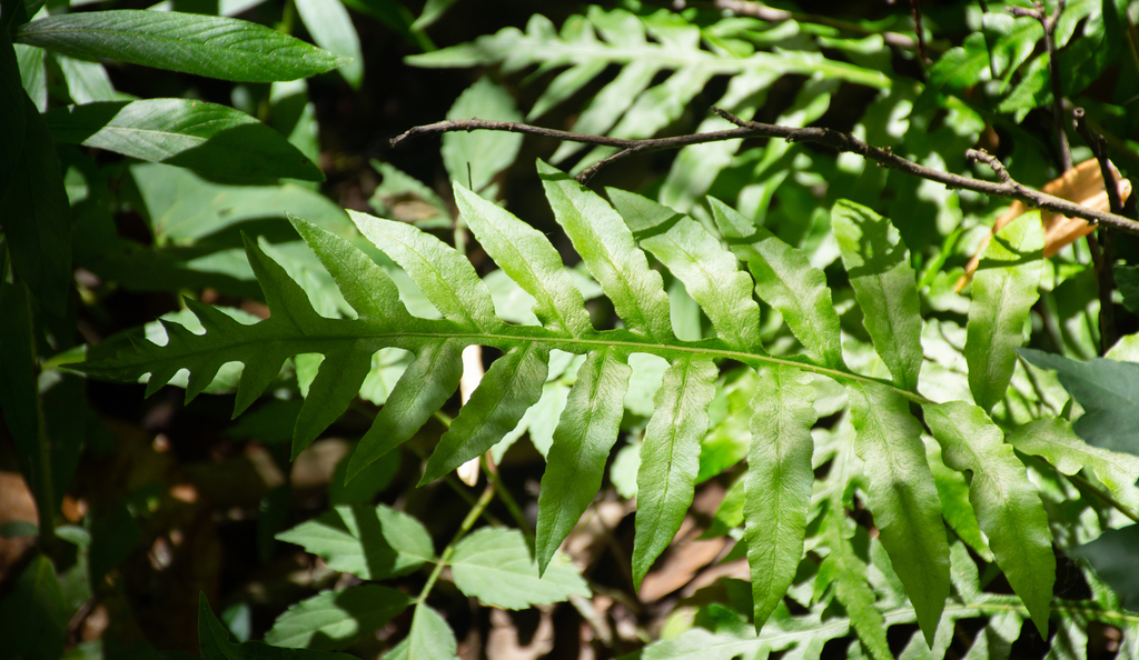 netted chain fern from Burden Gardens, Baton Rouge, LA, USA on April 28 ...