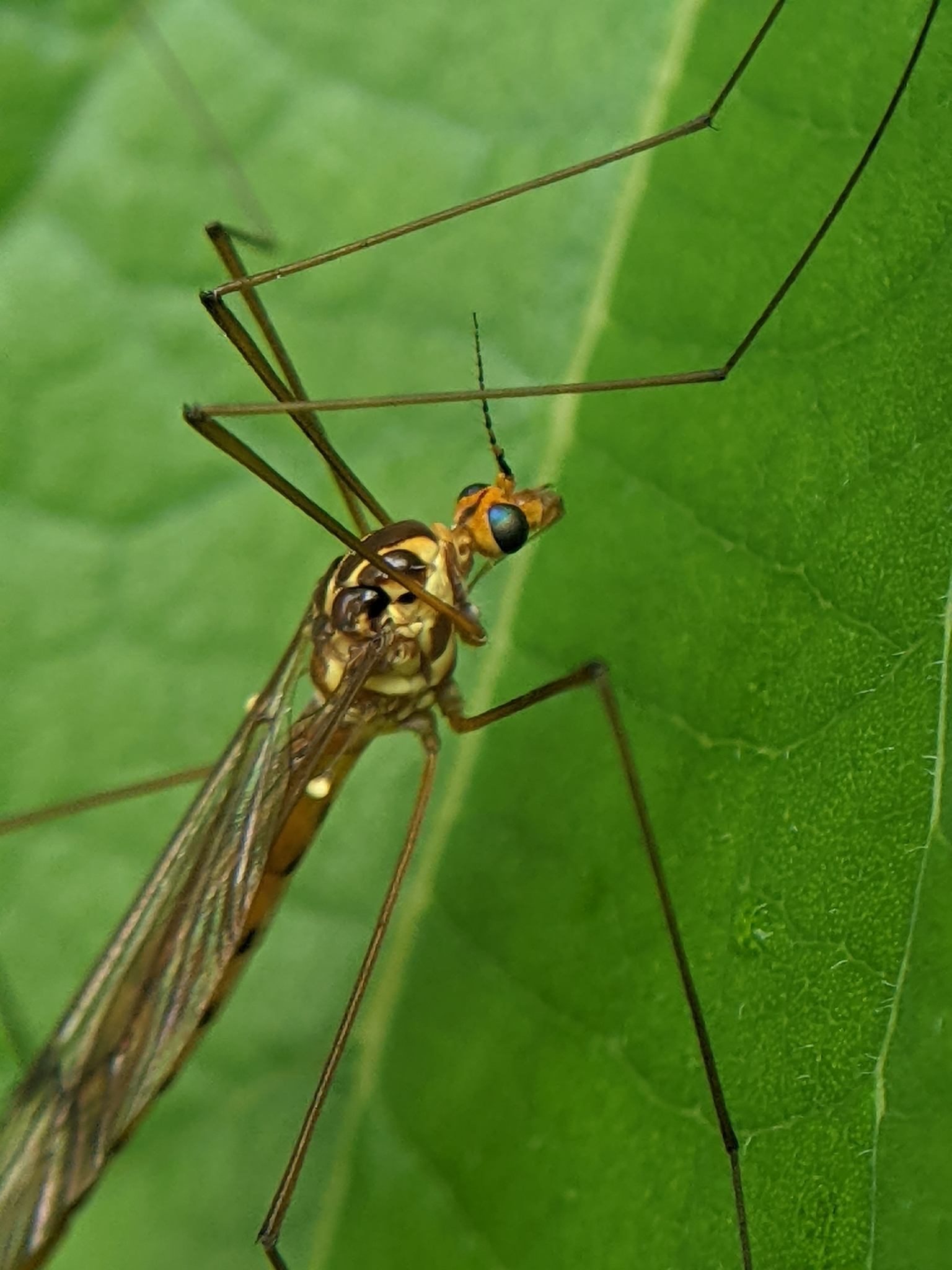 Nephrotoma ferruginea (Fabricius, 1805)