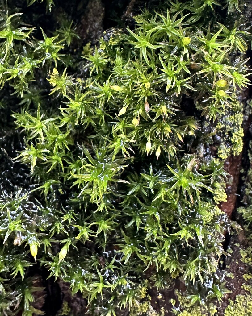 Lyell's Bristle-moss from Lloyd District, Portland, Multnomah Co., OR ...