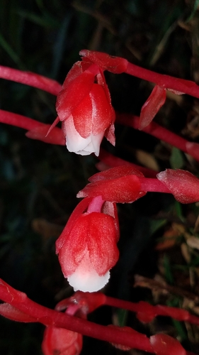 Pipa de indio roja (Monotropa coccinea)