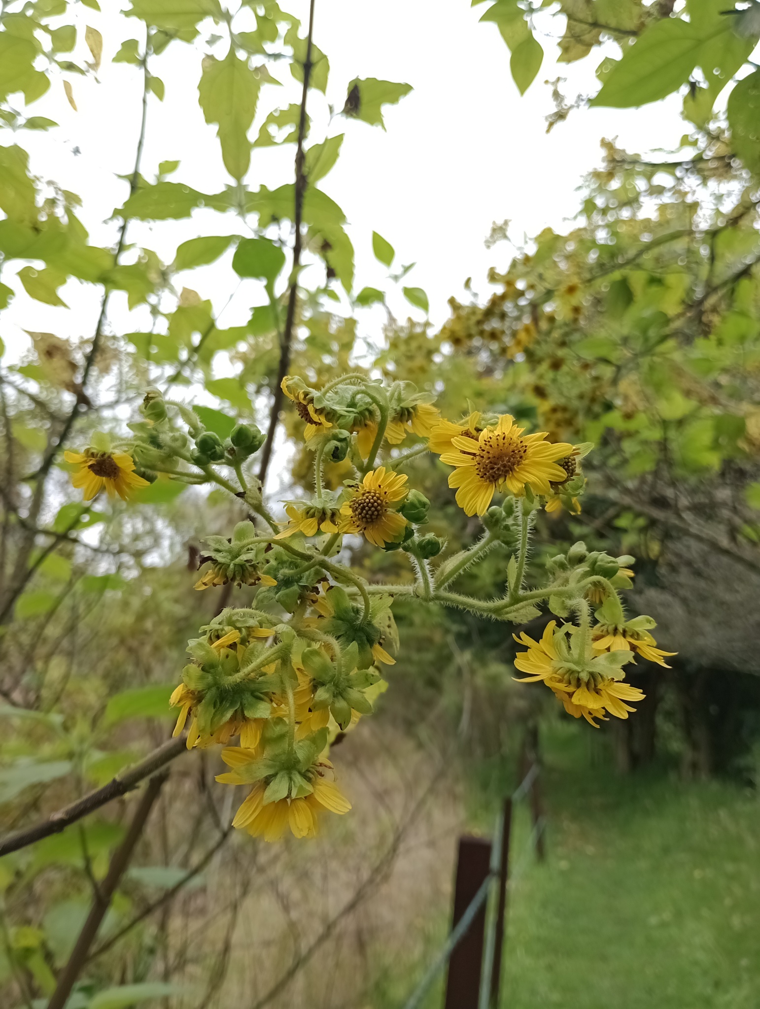 Smallanthus pyramidalis (Triana) H.Rob.