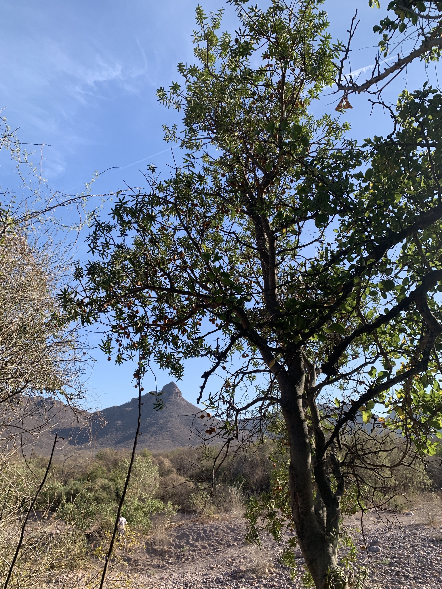Bonellia macrocarpa (Cav.) B.Ståhl & Källersjö