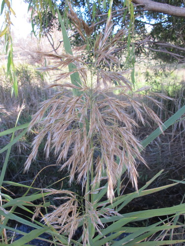 Common Reed (Invasive Exotic Plants of North Carolina) · iNaturalist