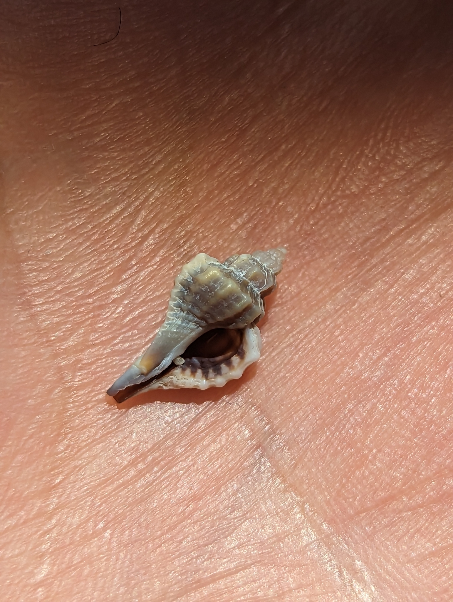 Eupleura caudata (Say, 1822)