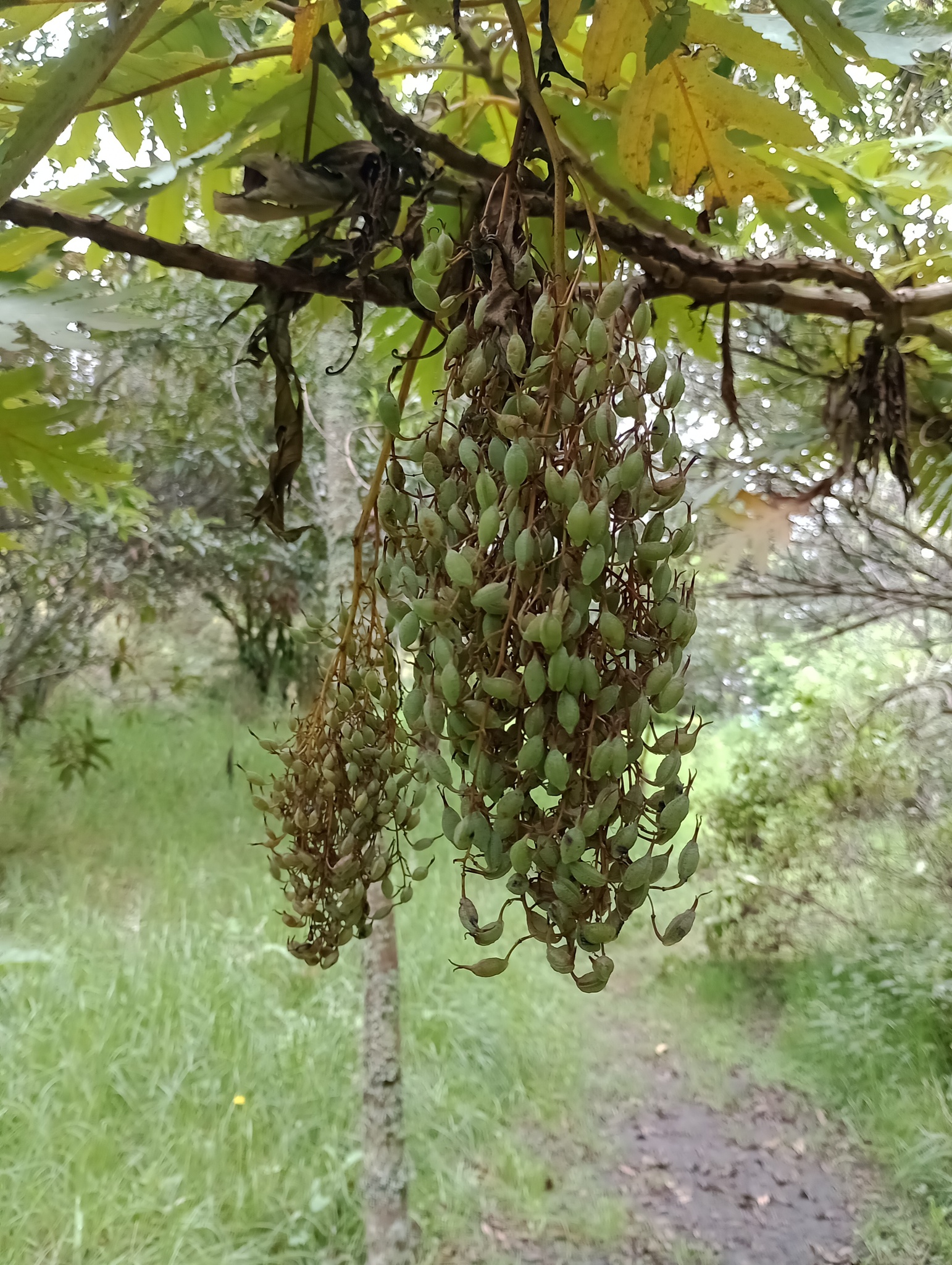 Bocconia frutescens L.