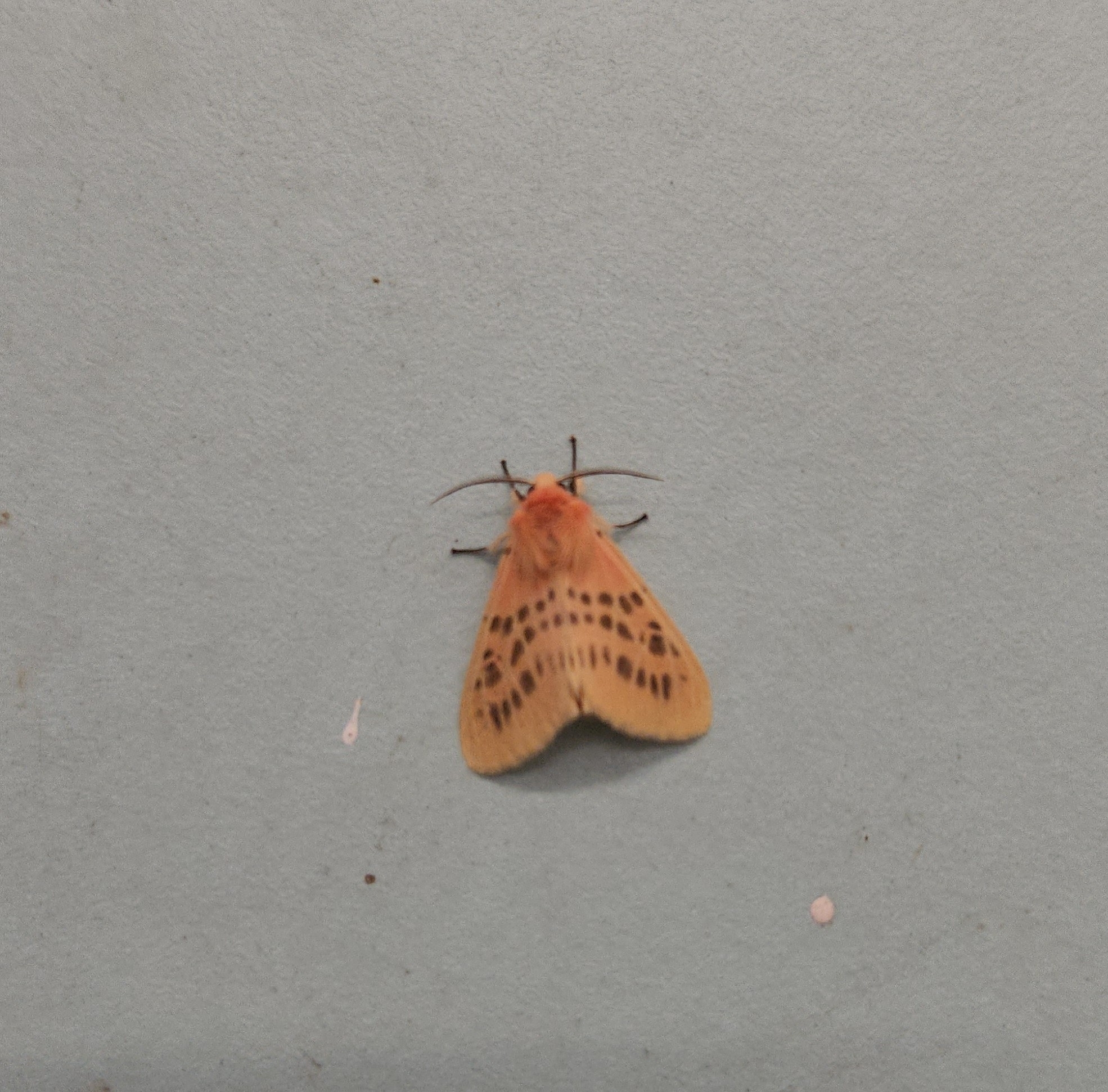 Lemyra alikangensis (Strand, 1915)