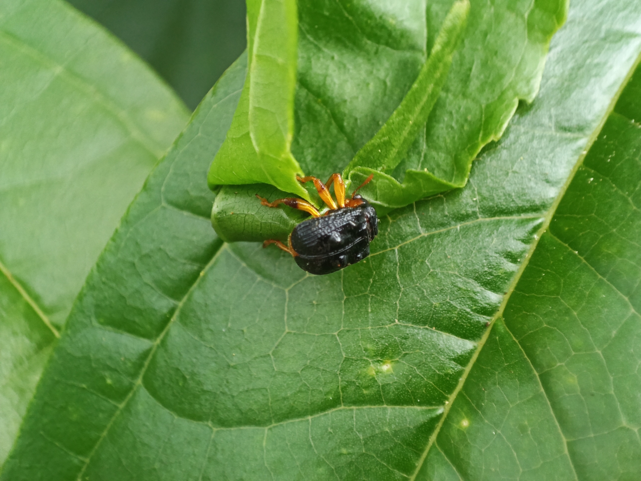 Agomadaranus pardaloides (Voss, 1924)