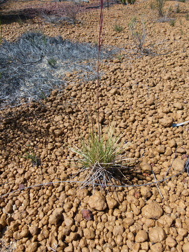 Triodia rigidissima · iNaturalist