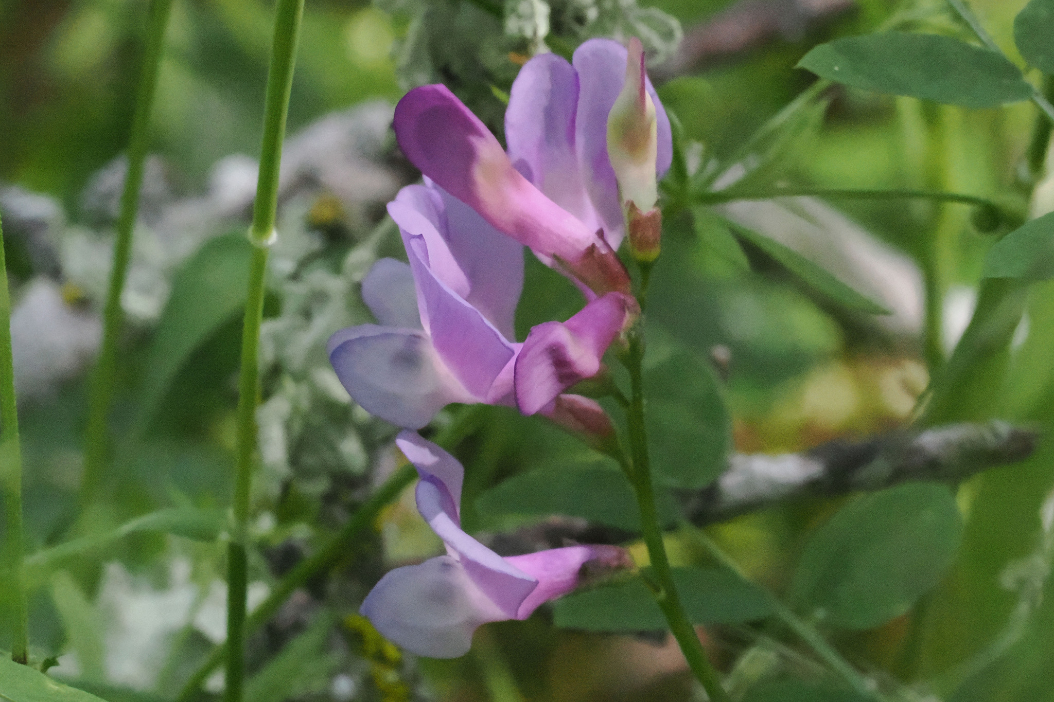 Vicia americana Muhl. ex Willd.