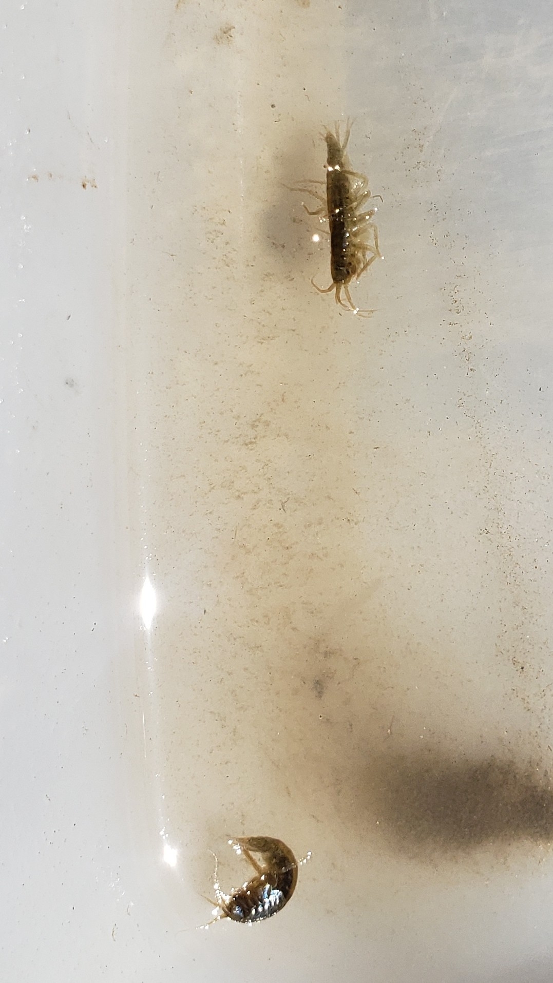 Gammarus lacustris G.O.Sars, 1863