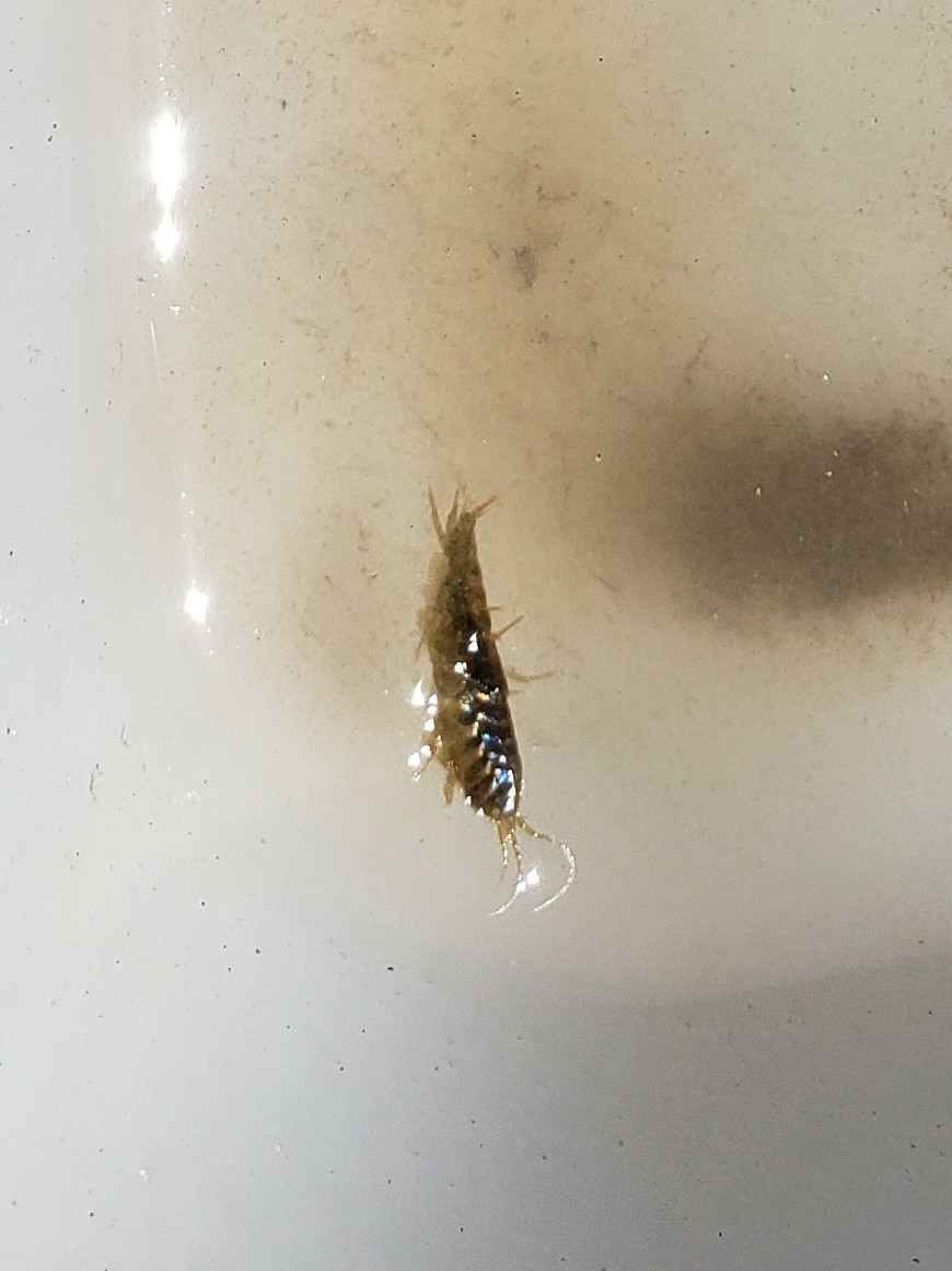 Gammarus lacustris G.O.Sars, 1863