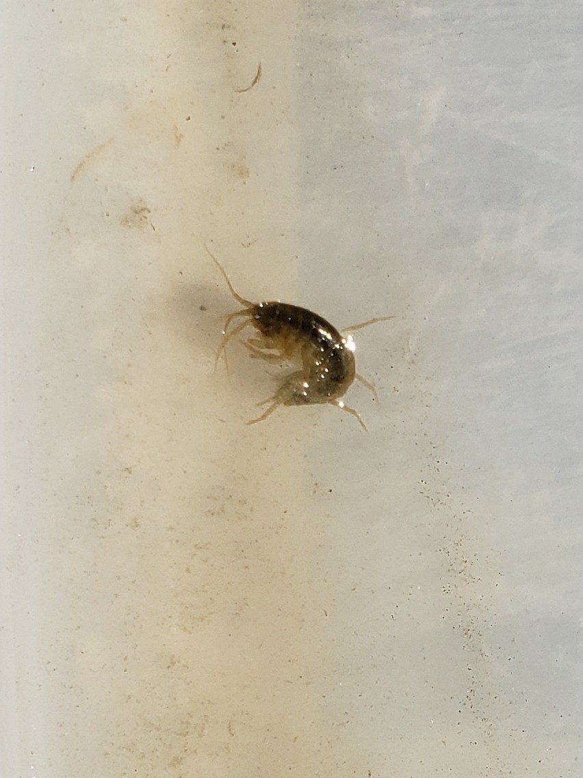 Gammarus lacustris G.O.Sars, 1863