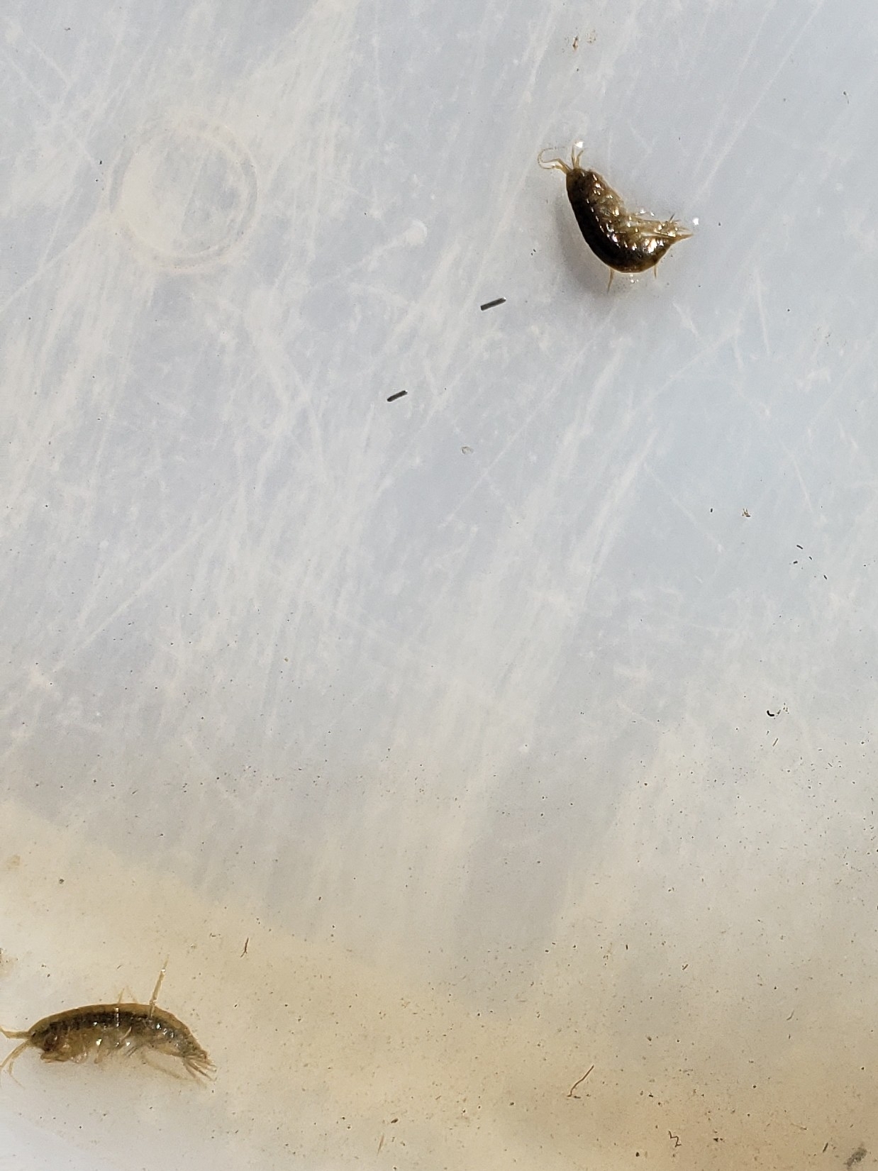 Gammarus lacustris G.O.Sars, 1863