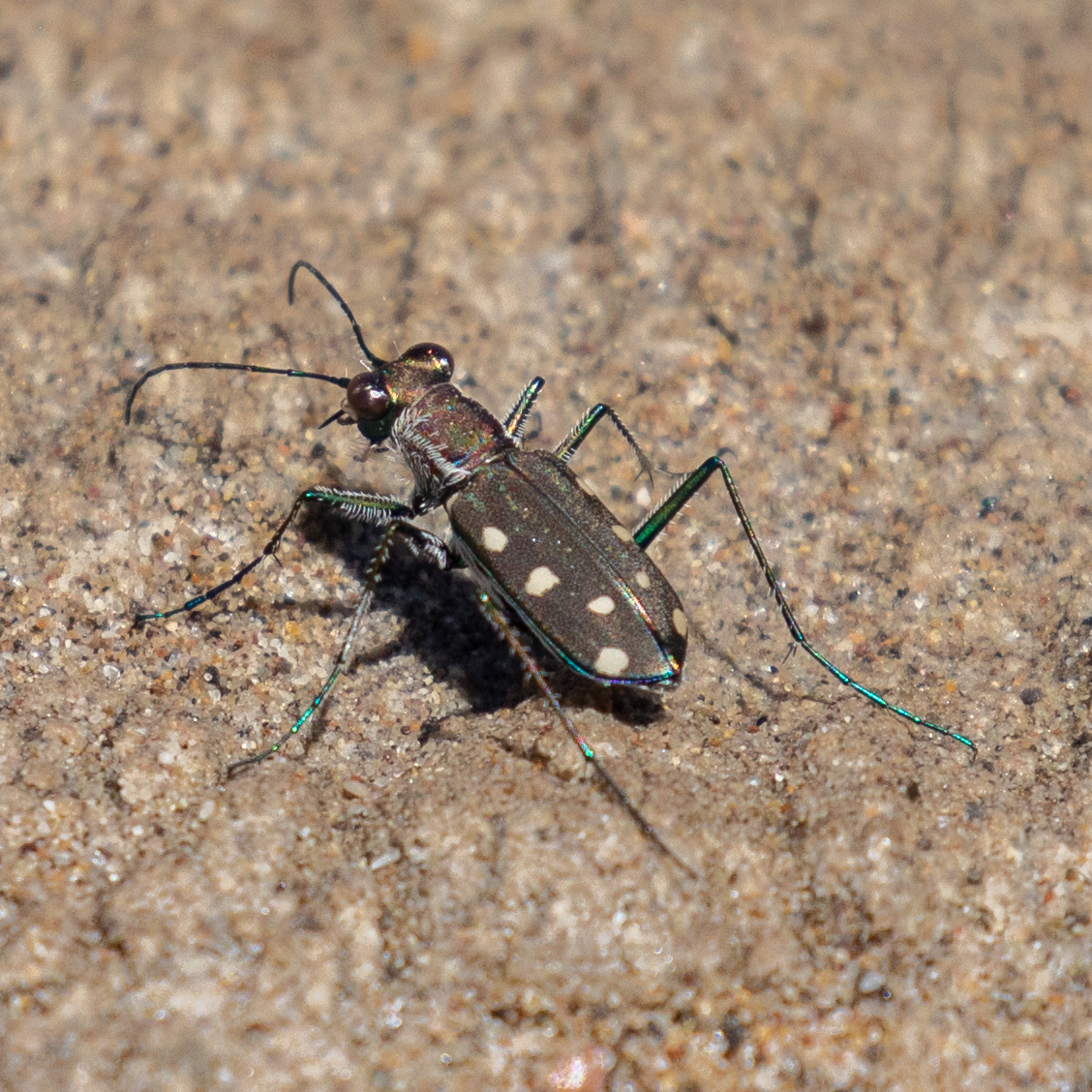 Cicindela ocellata Klug, 1834