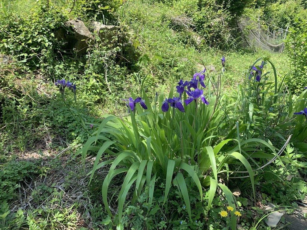 wall iris from 금오도, 여수시, 전라남도, KR on April 30, 2023 at 11:52 AM by Kim ...