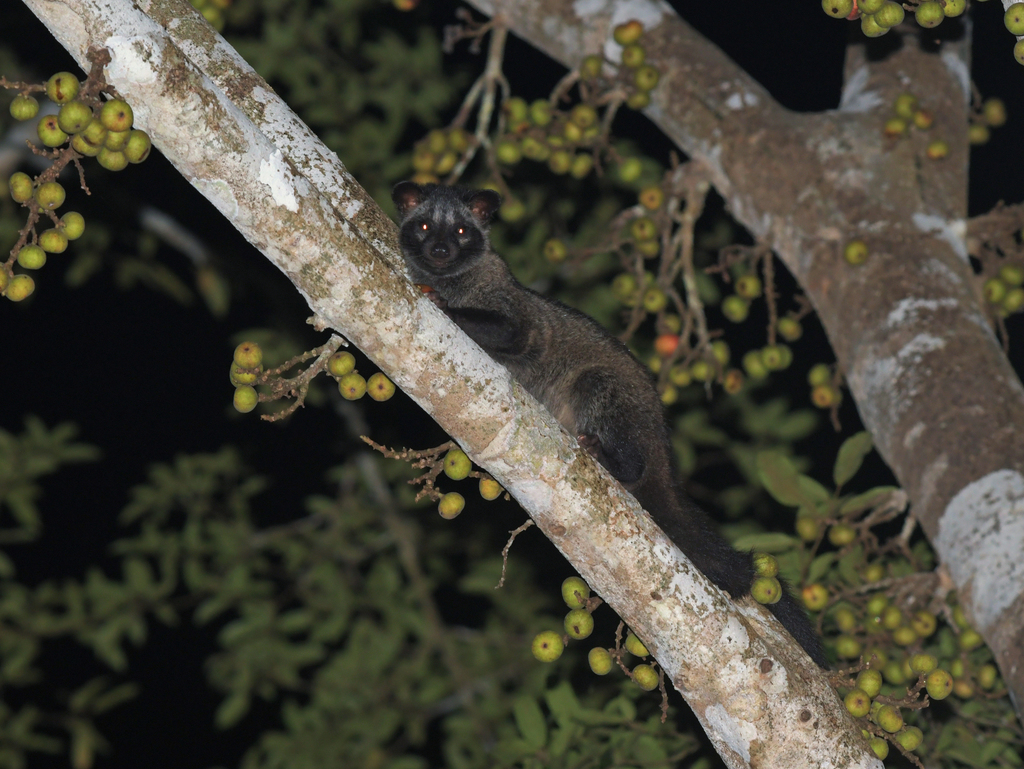 Philippine Palm Civet (Paradoxurus philippinensis) - Know Your Mammals