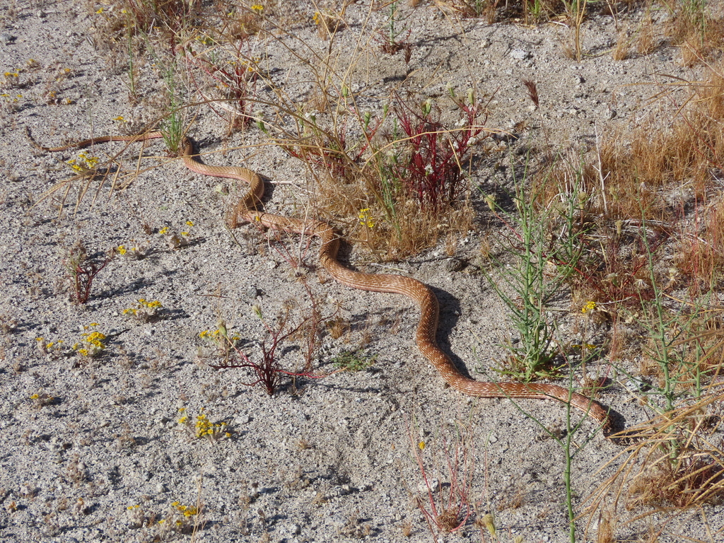 Red Coachwhip from Riverside County, CA, USA on April 29, 2023 at 08:39 ...