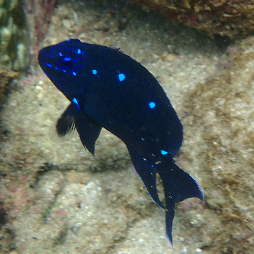 Giant Damselfish (Microspathodon dorsalis) - Marine Life Identification