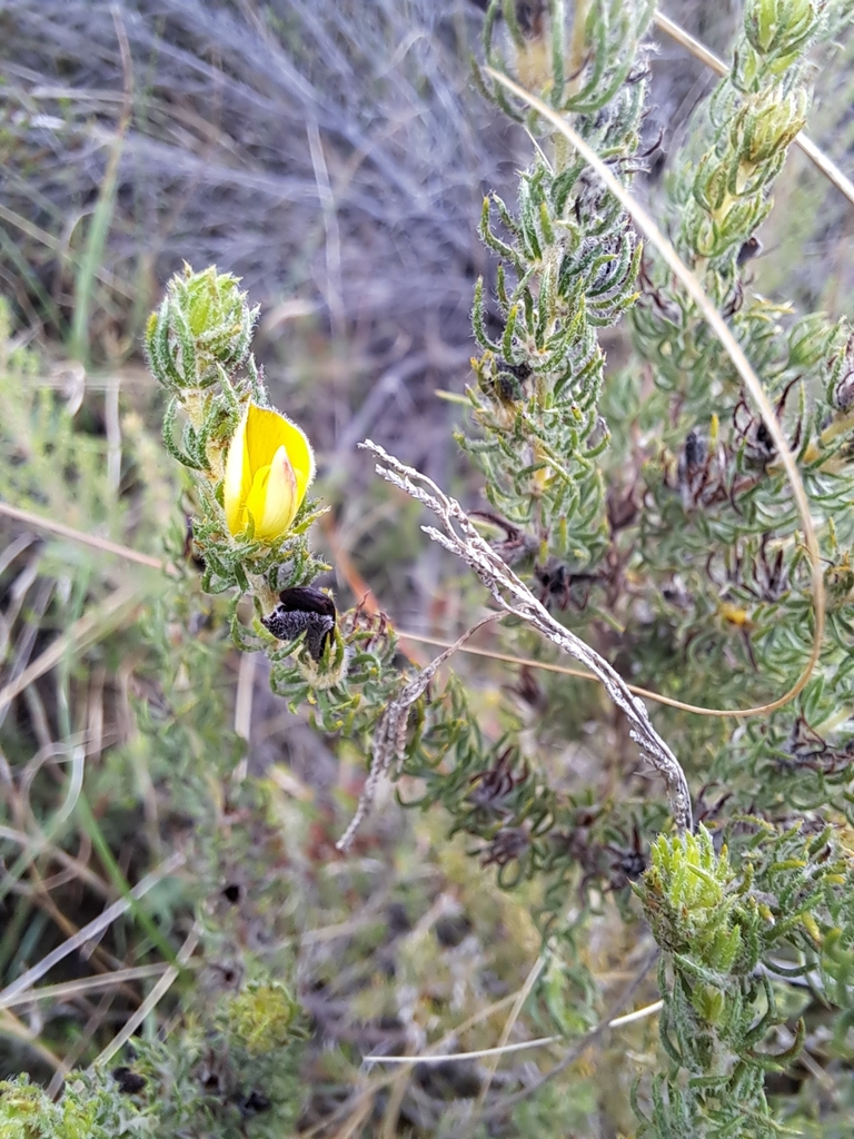 Common Asparagus Capegorse from Mossel Bay Local Municipality, South ...