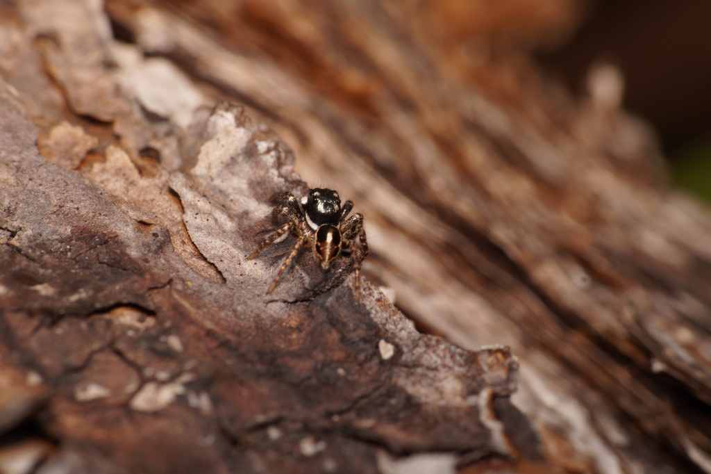 Twin-flagged Jumping Spider from Miami-Dade County, FL, USA on April 29 ...