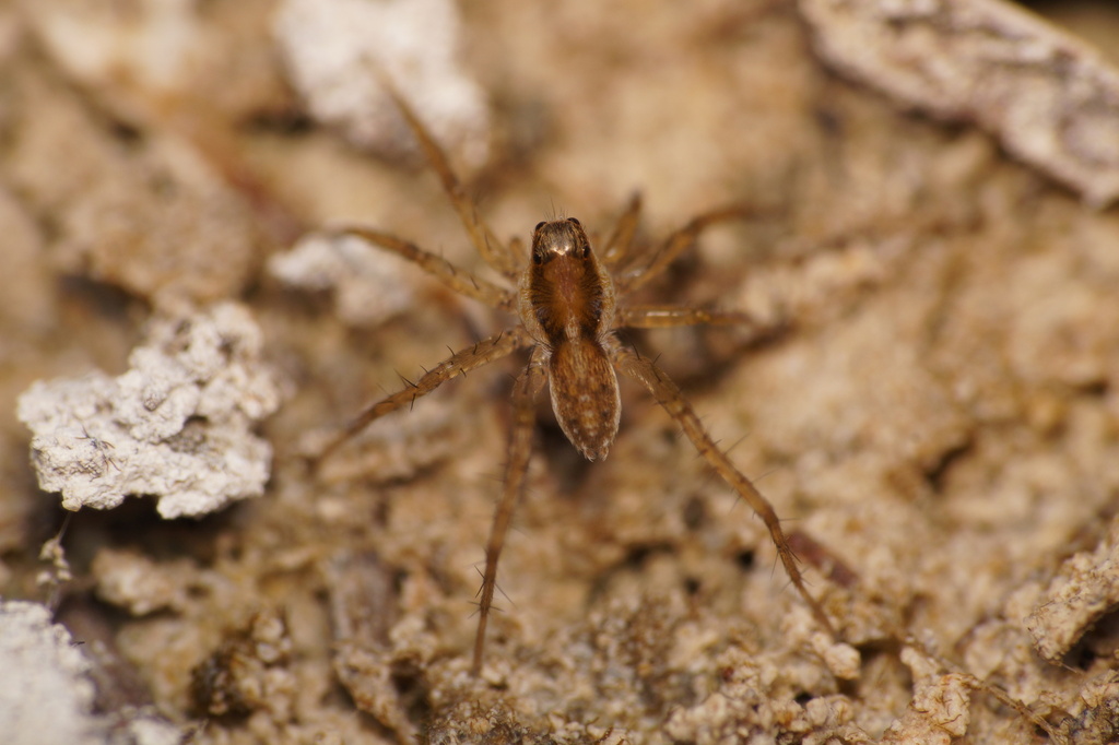 Thin-legged Wolf Spiders from Miami-Dade County, FL, USA on April 29 ...