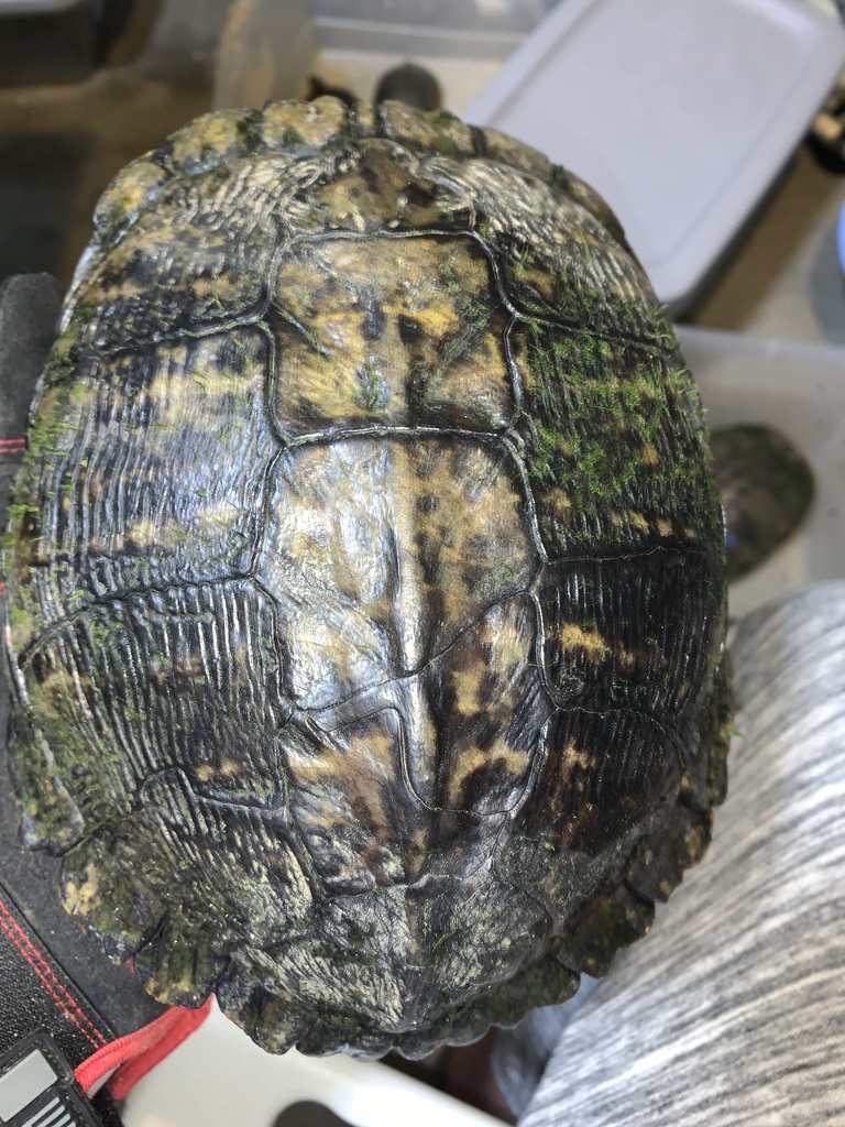 Yellow-bellied Slider in April 2023 by Michael Rice · iNaturalist