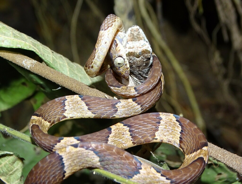 Common Blunt-headed Tree Snake from Olanchito, Honduras on April 27 ...