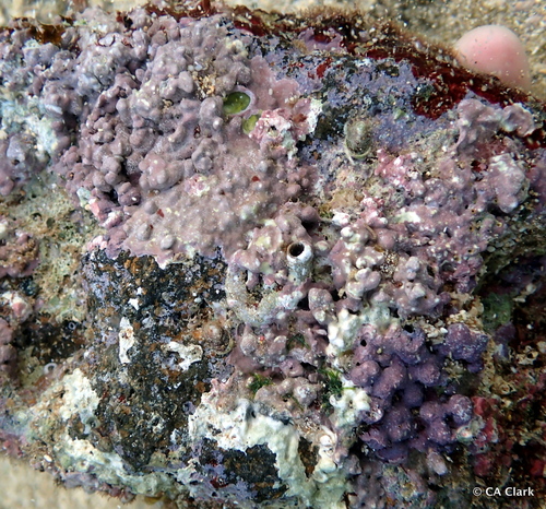 Hydrolithon boergesenii · NaturaLista Colombia