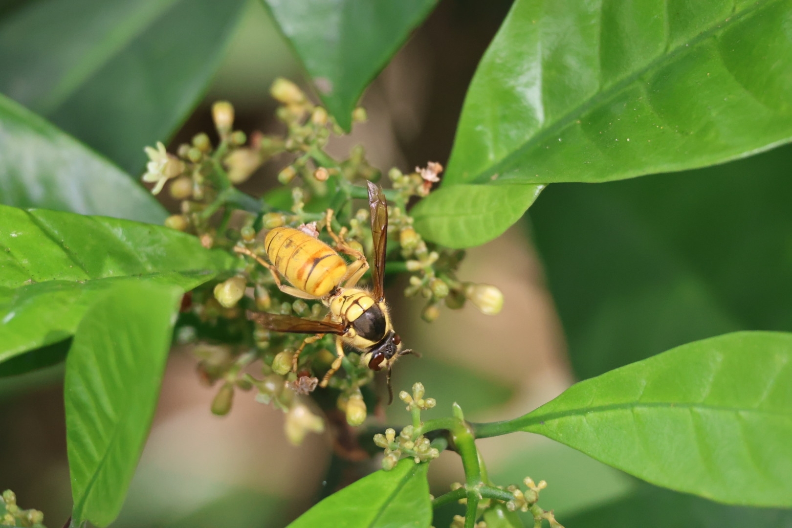Vespa bicolor Fabricius, 1787