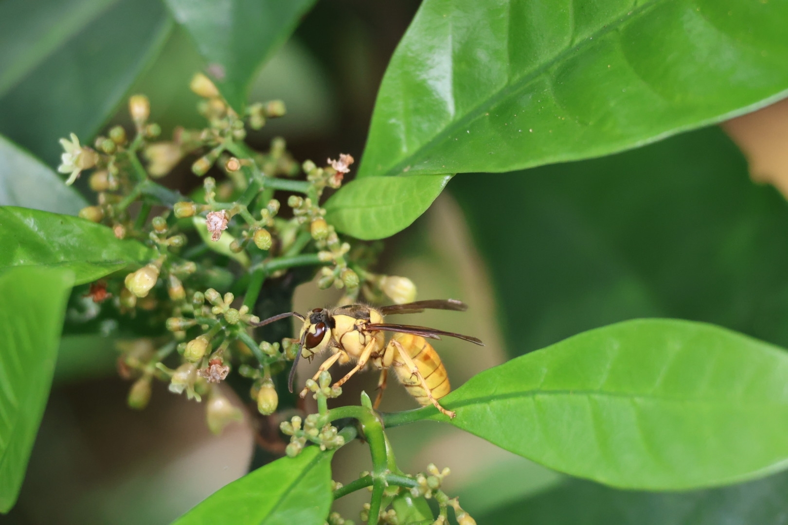 Vespa bicolor Fabricius, 1787