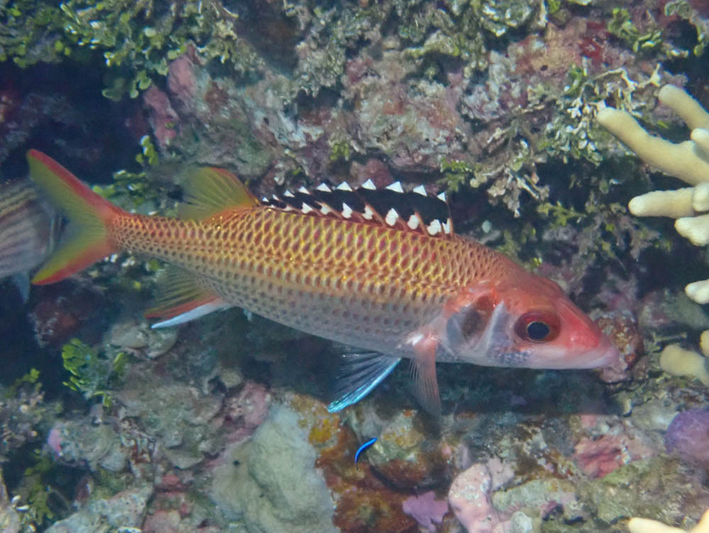 Neoniphon opercularis (Valenciennes, 1831)