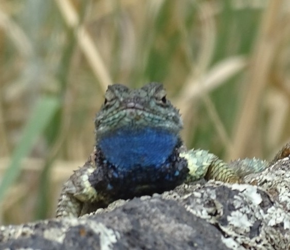 Crevice Swift in April 2023 by Anayeli Guzmán Enríquez · iNaturalist