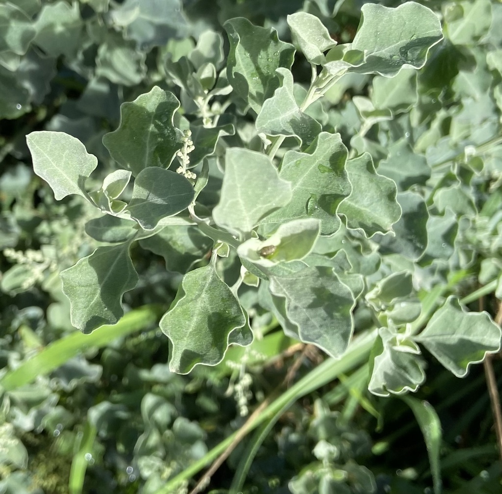 Fragrant Saltbush from Marsh St, Altona North, VIC, AU on April 29 ...