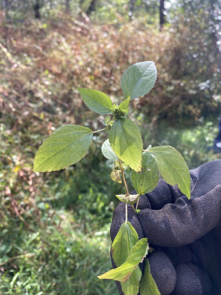 Asian Copperleaf from Clarinda St, Hornsby, NSW, AU on April 30, 2023 ...