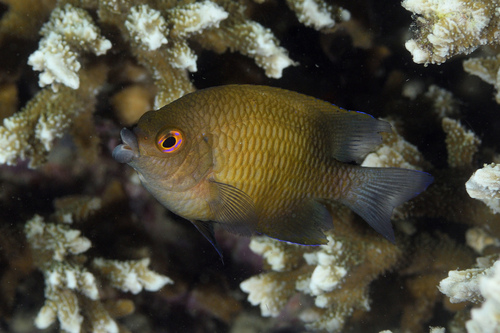 Cheiloprion labiatus · iNaturalist Mexico