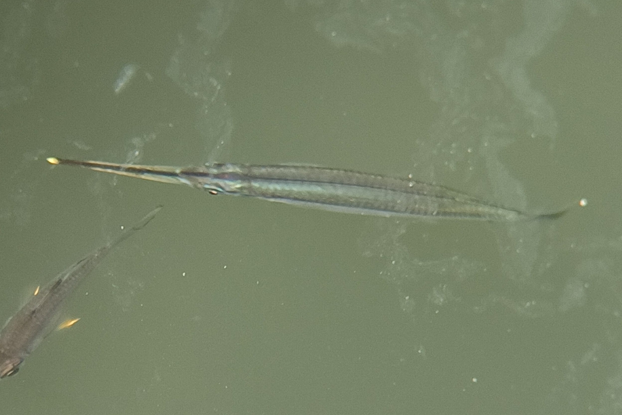 Zenarchopterus buffonis (Valenciennes, 1847)