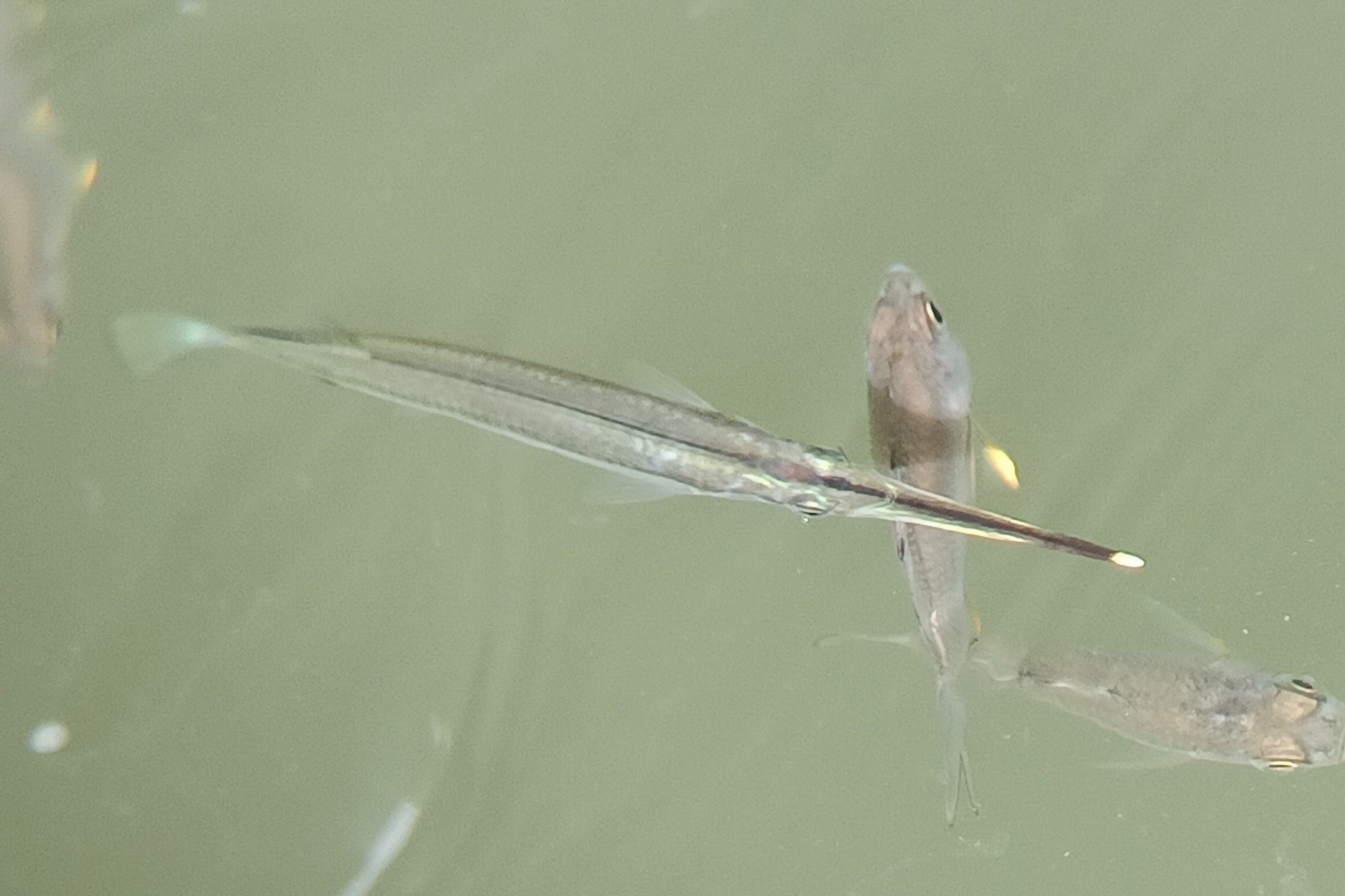 Zenarchopterus buffonis (Valenciennes, 1847)