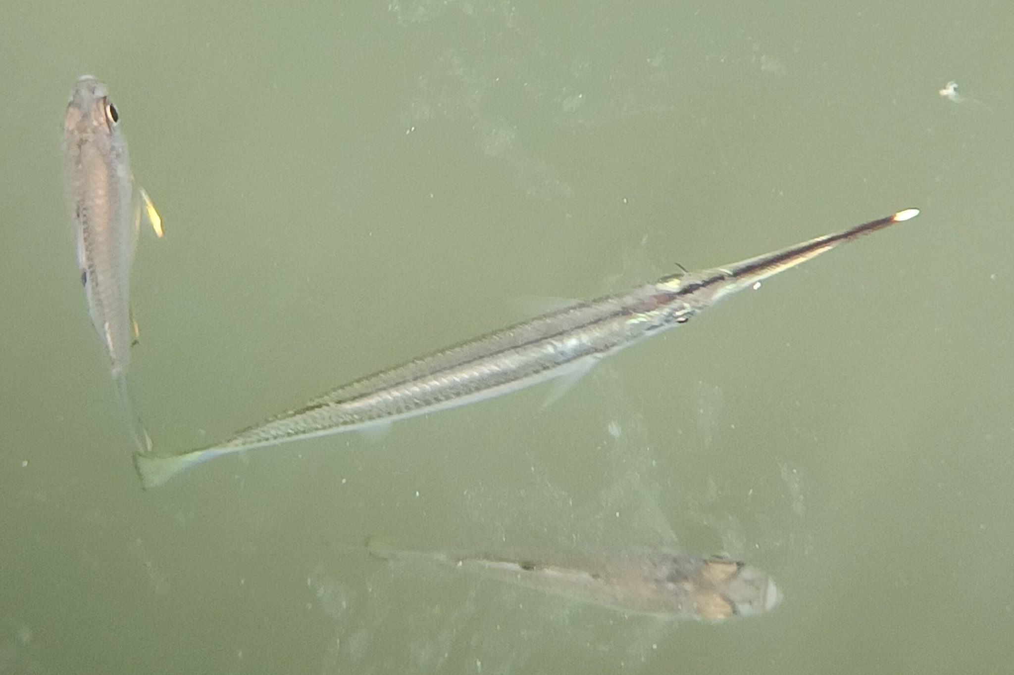 Zenarchopterus buffonis (Valenciennes, 1847)