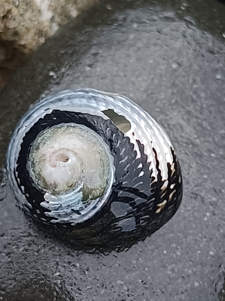 Diloma from Spriggs Park, Hardinge Road, Ahuriri, Napier 4110, New ...