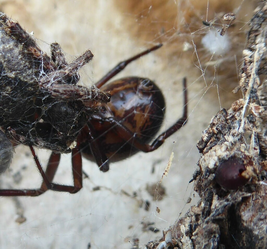 False Widow Spiders from Hull Pickering Park north end of lake on April ...