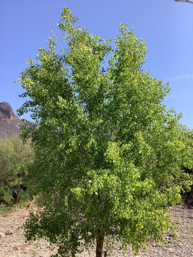 Populus mexicana dimorpha from Ahome, SIN, MX on April 29, 2023 at 09: ...
