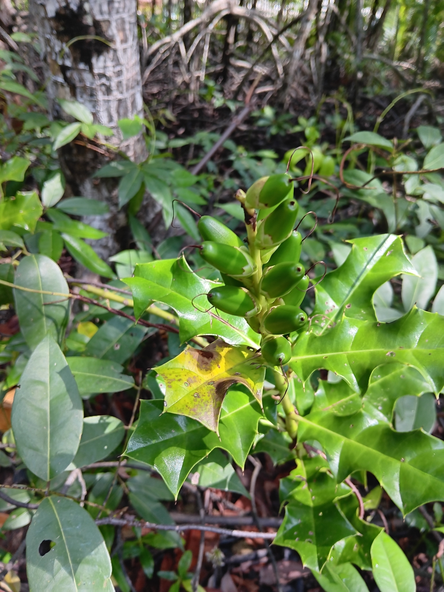 Acanthus ilicifolius L.