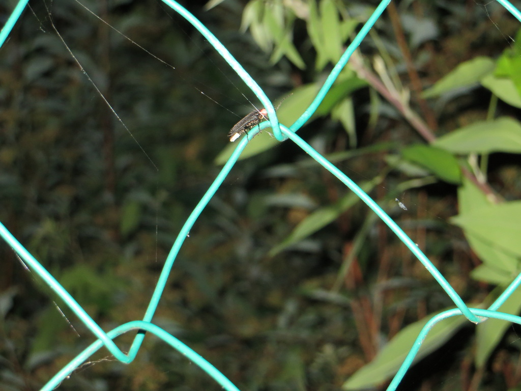 Genji Firefly from Shimogyo Ward, Kyoto, Japan on December 24, 2012 at ...
